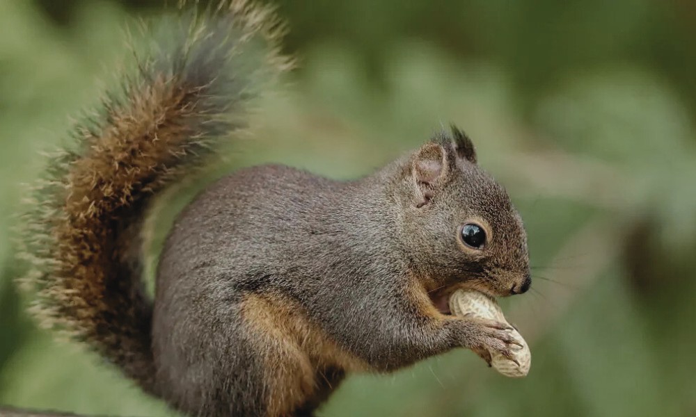 Elon Musk resucita a Peanut the Squirrel y provoca un boom en el valor ...